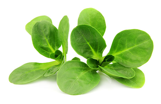 Canónigos: propiedades, beneficios y contraindicaciones - SALA DE PRENSA