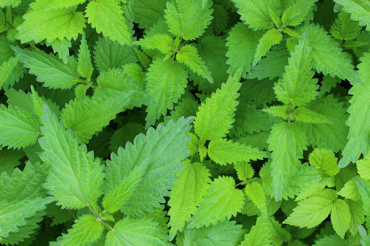 Ortiga Verde: Propiedades, beneficios y contraindicaciones - SALA DE PRENSA