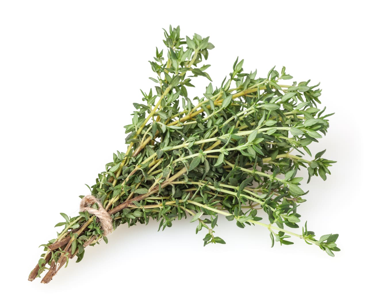 ¿El tomillo sube la tensión arterial? ¡Aquí toda la información! - SALA ...